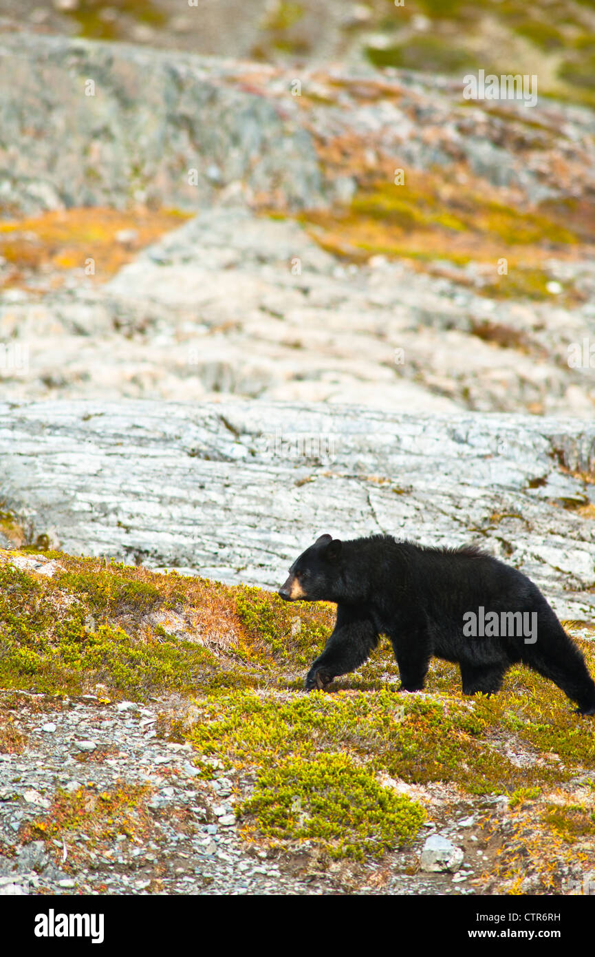 A Black Bear foraging for berries on the tundra near the Harding ...