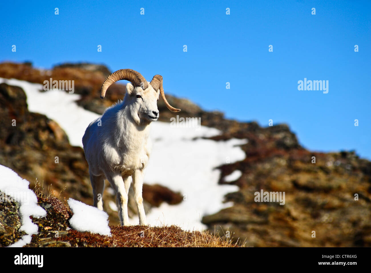 Dall sheep ram standing on Mount Margaret with Fang Mountain in the ...