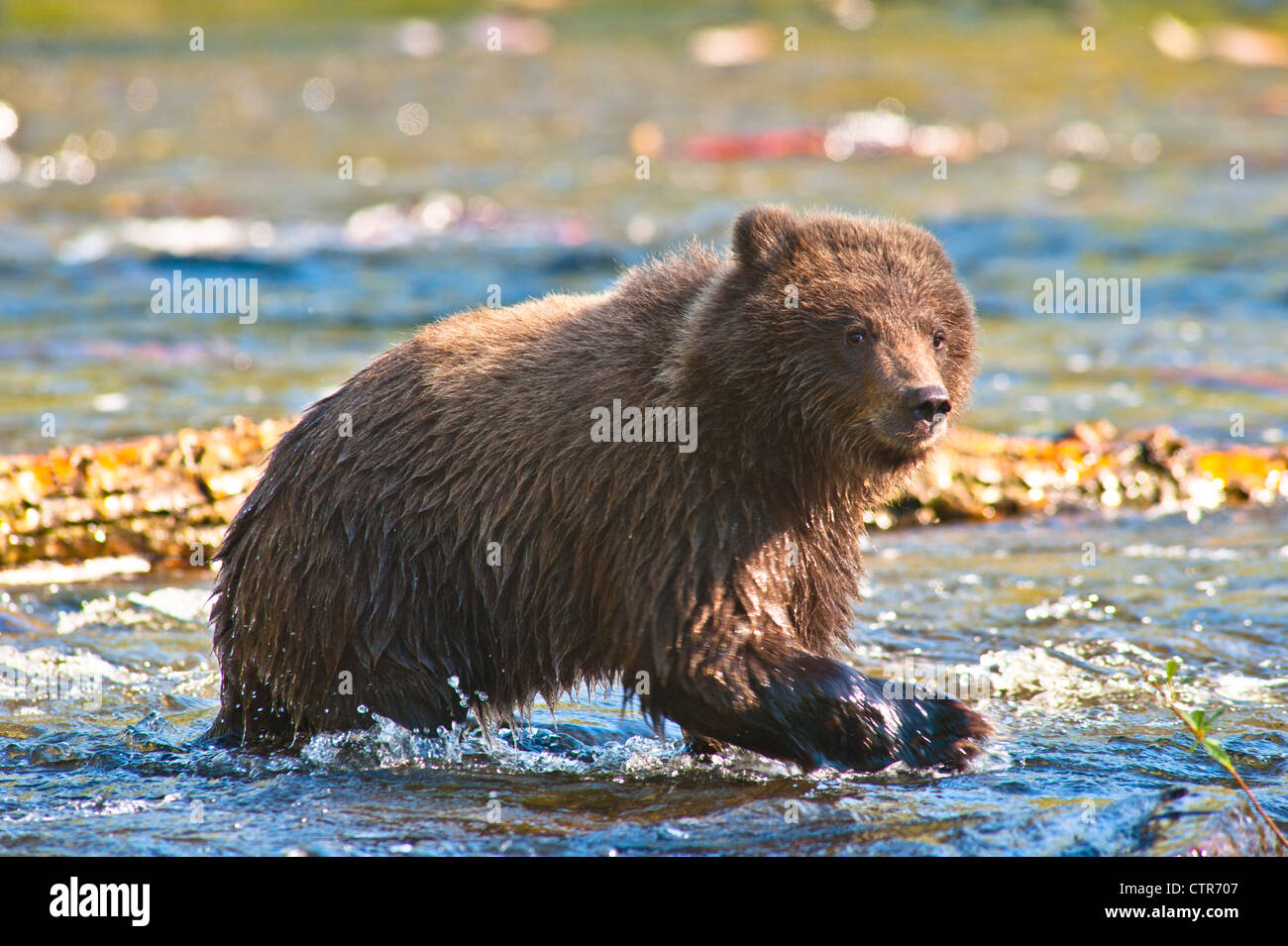 Brown bear cub fishes for salmon at the Russian River, Kenai Peninsula ...