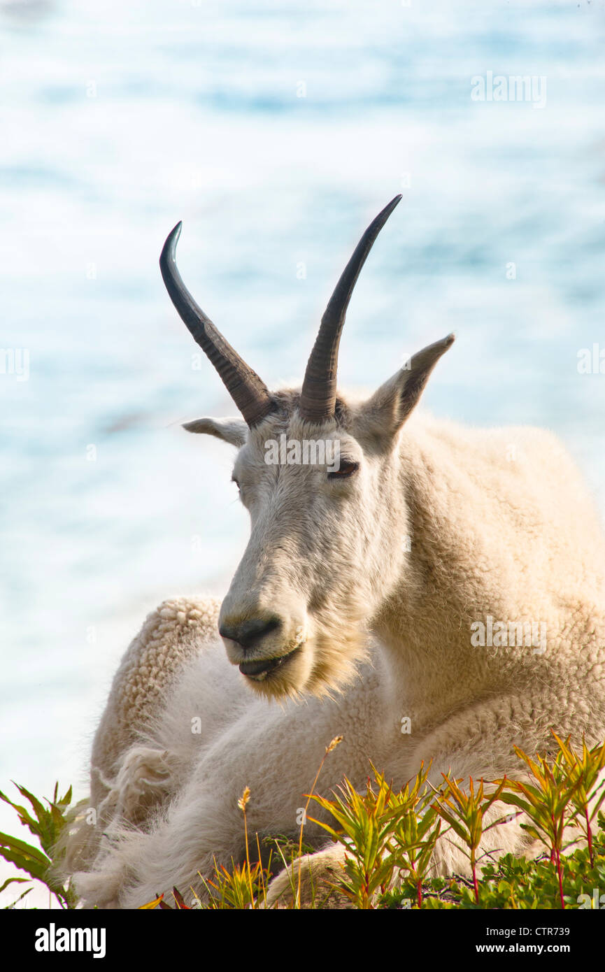 Close up of a female Mountain Goat lying on a hillside with Exit ...