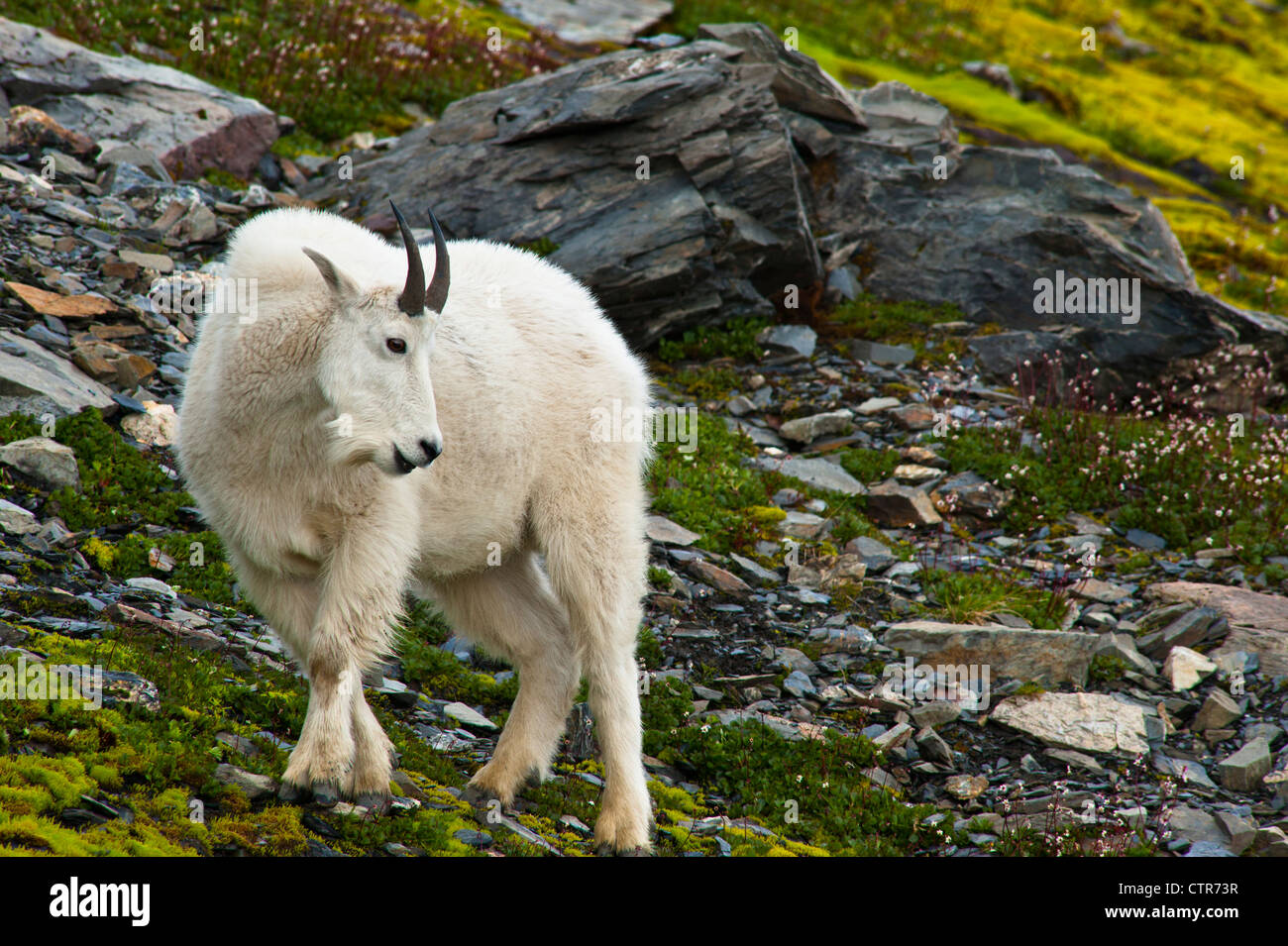 Mountain goat billy is grazing on plants near the Harding Icefield ...