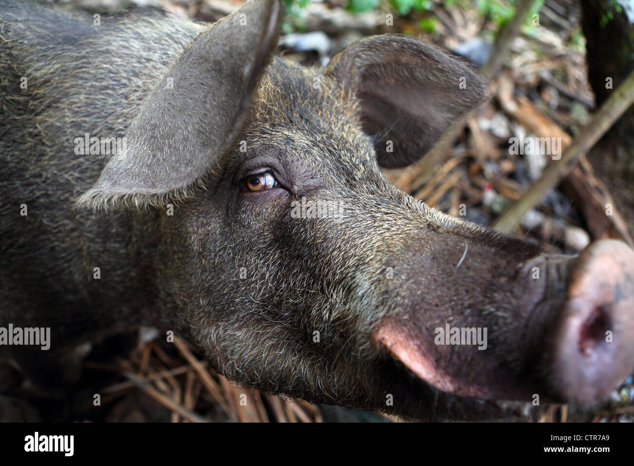 Boar with tusks hi-res stock photography and images - Alamy