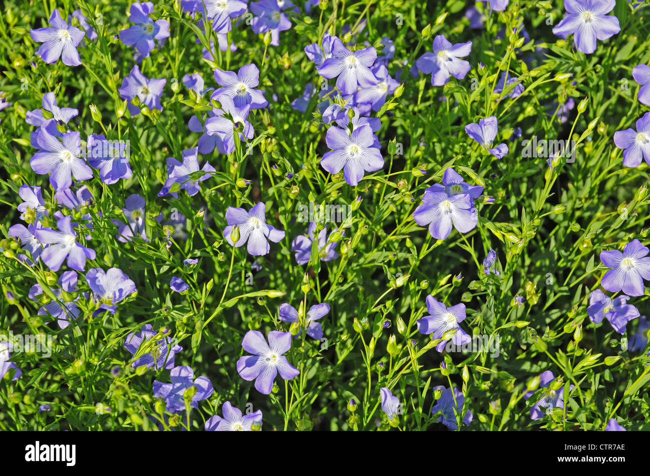 Close up of flowers of Linseed or common flax Linum usitatissimum Stock ...