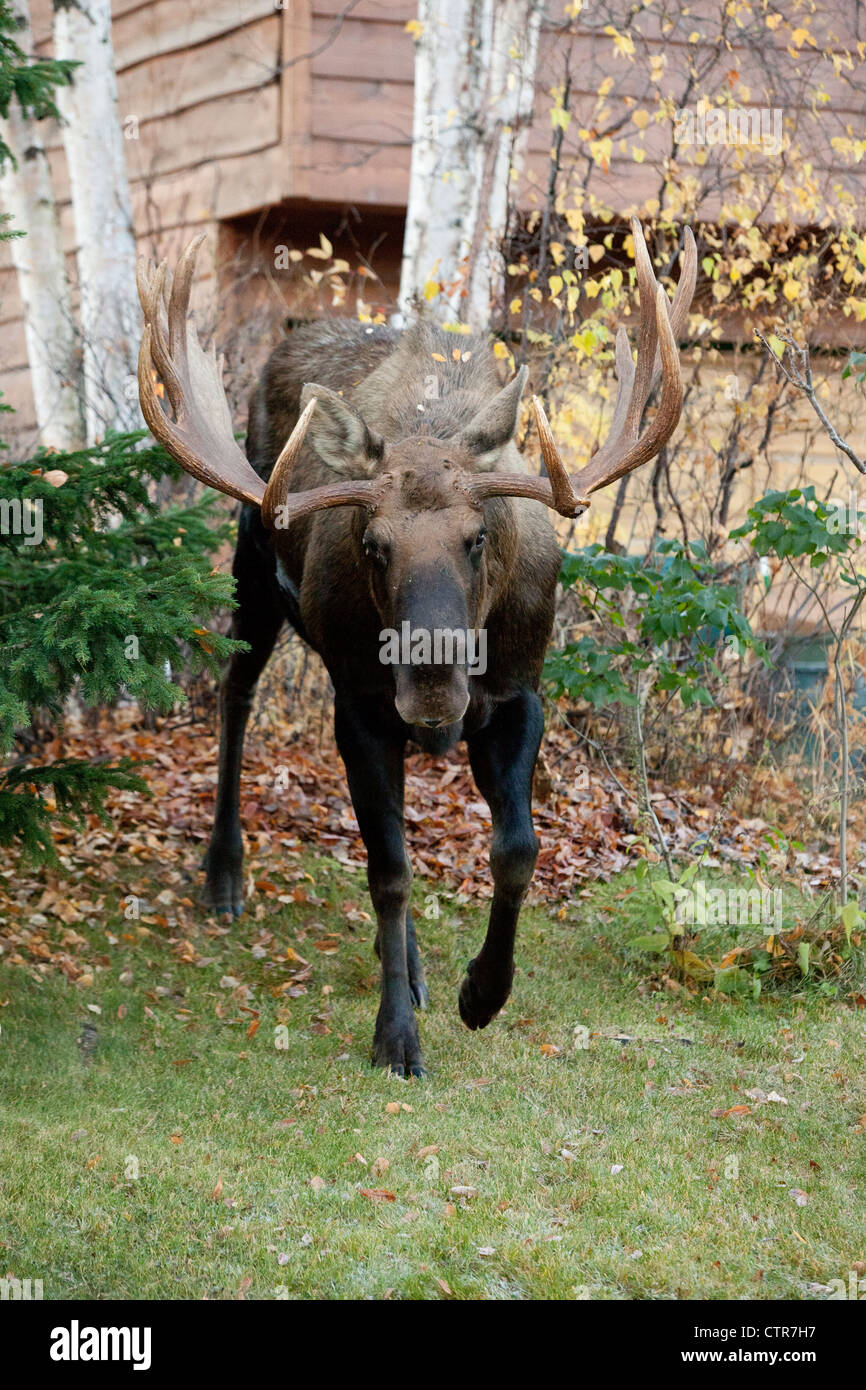 Bull moose hi-res stock photography and images - Alamy