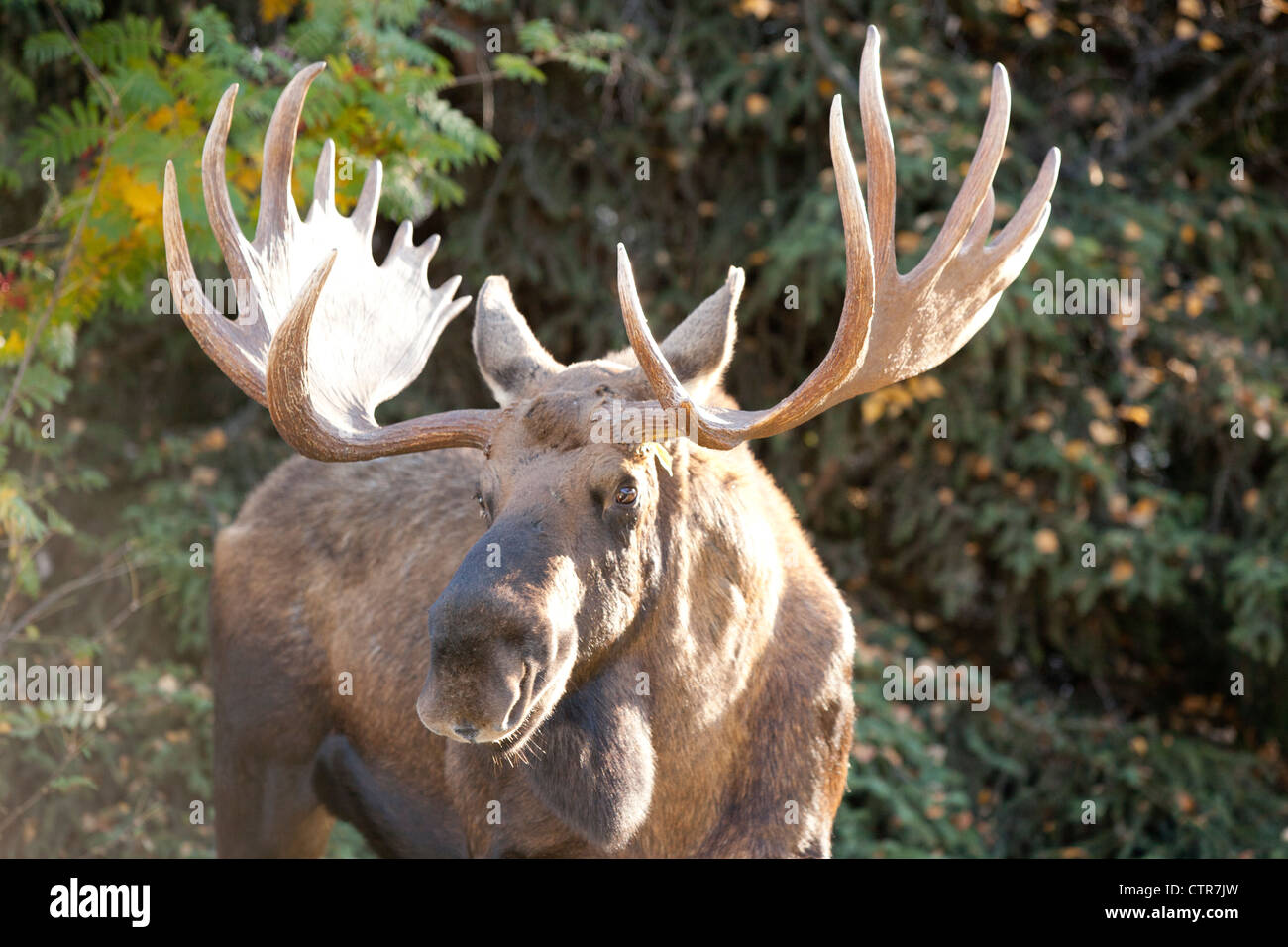 Large bull moose in a residential area, Anchorage, Southcentral Alaska ...