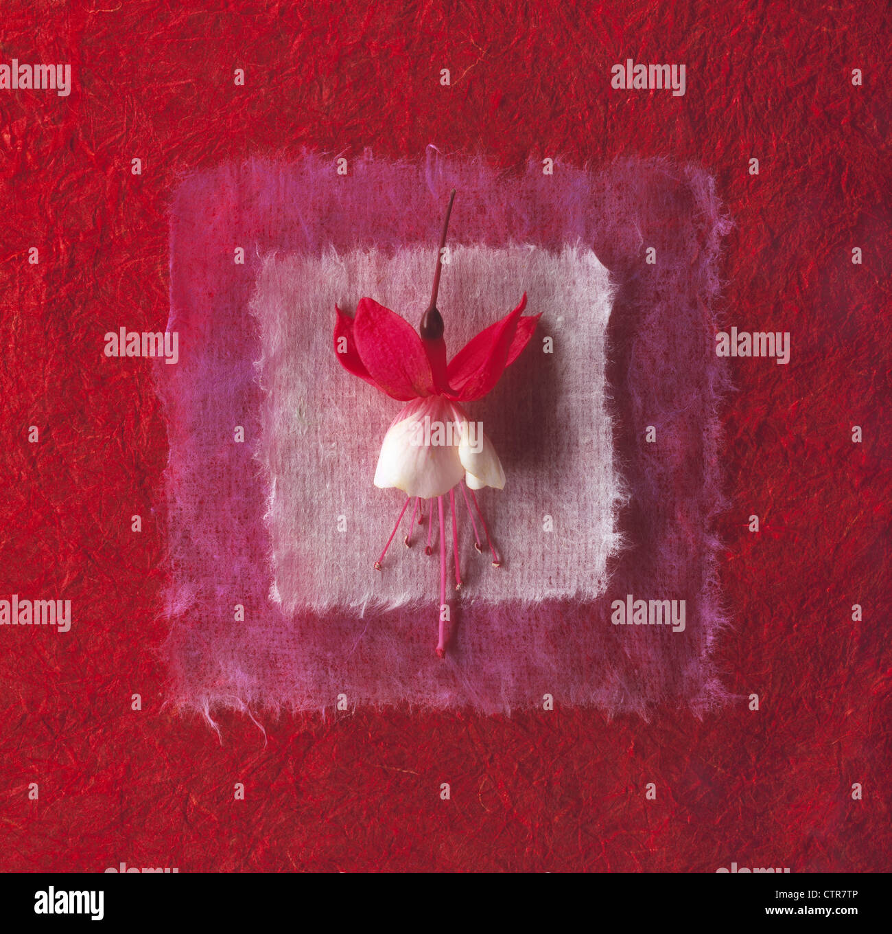 Fuchsia cultivar, Fuchsia, Red, Red Stock Photo - Alamy