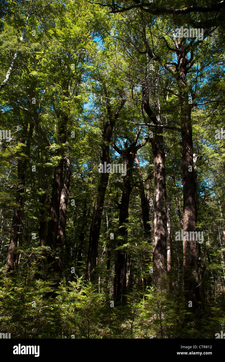 New zealands beech hi-res stock photography and images - Alamy