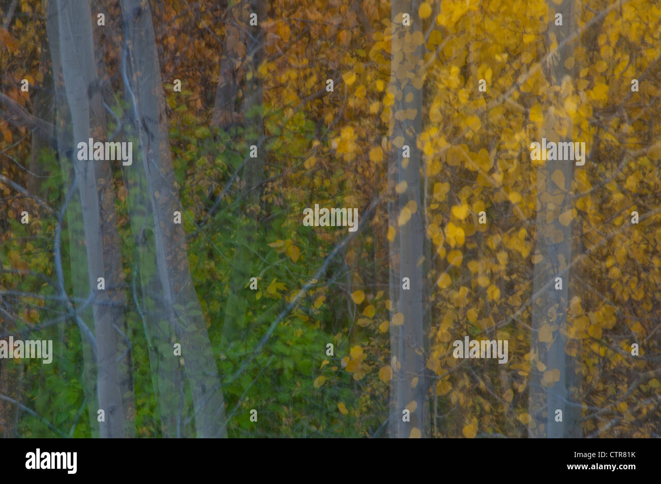Foliage change colors hi-res stock photography and images - Alamy