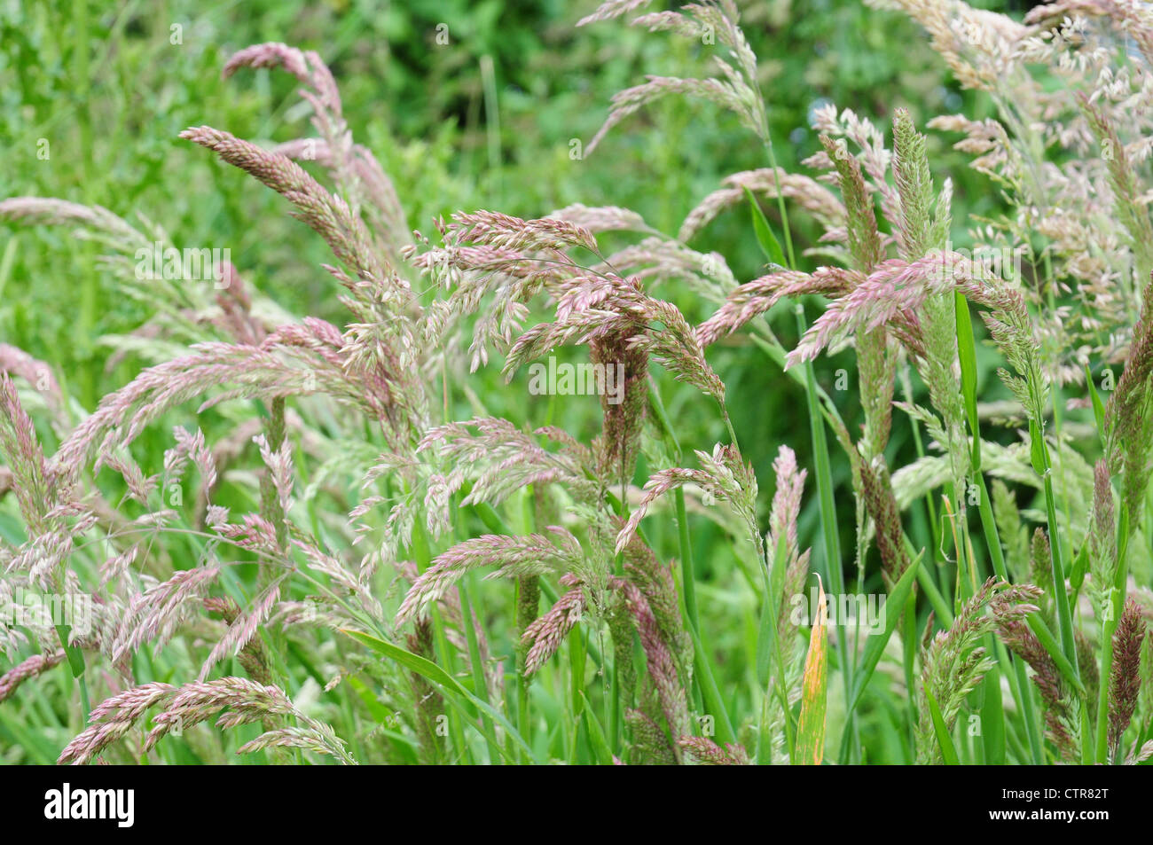 Close up of grass Yorkshire Fog Holcus lanatus Stock Photo - Alamy