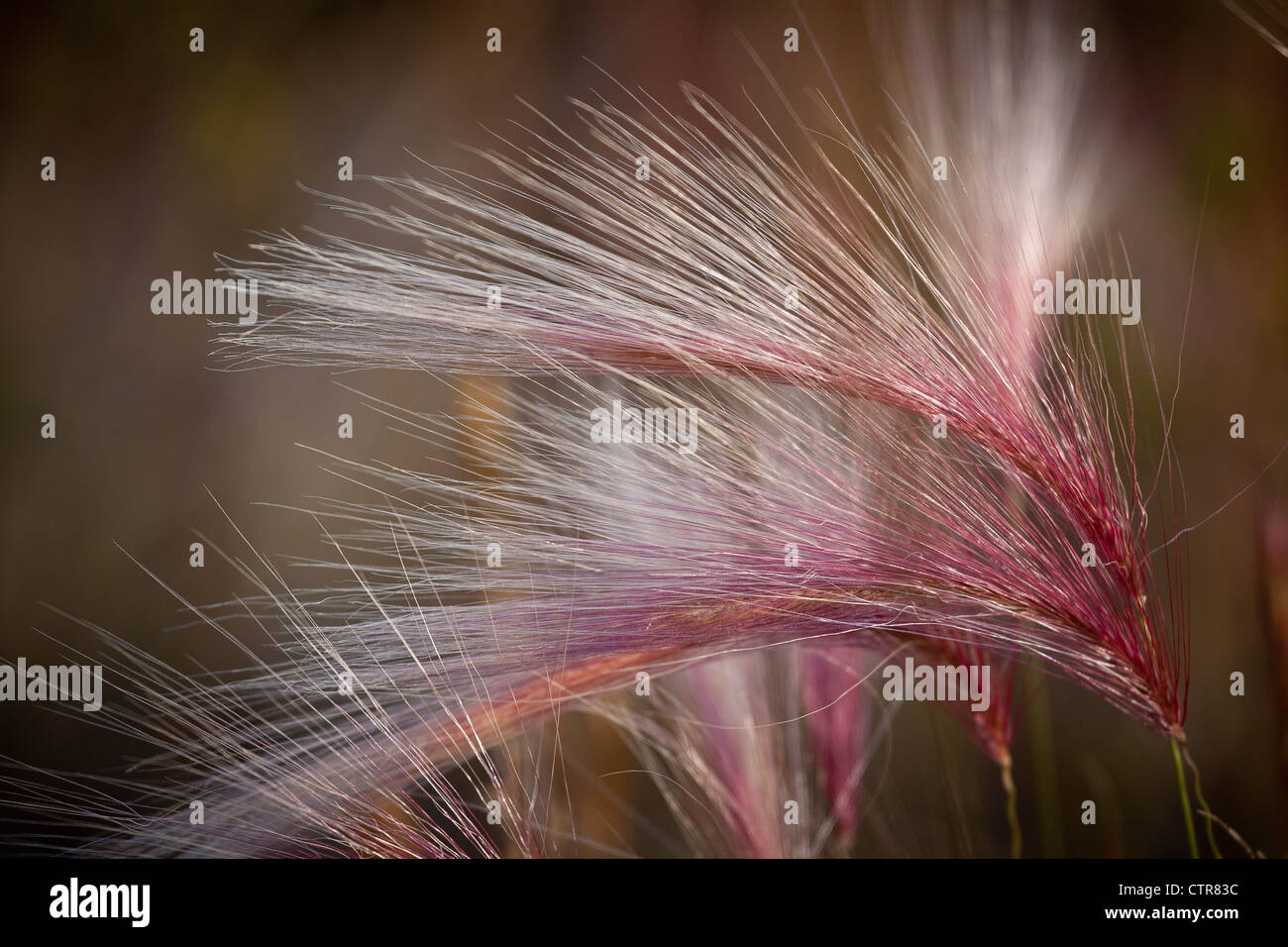 Macro of pink grass in the Maclaren River Valley, Southcentral Alaska ...