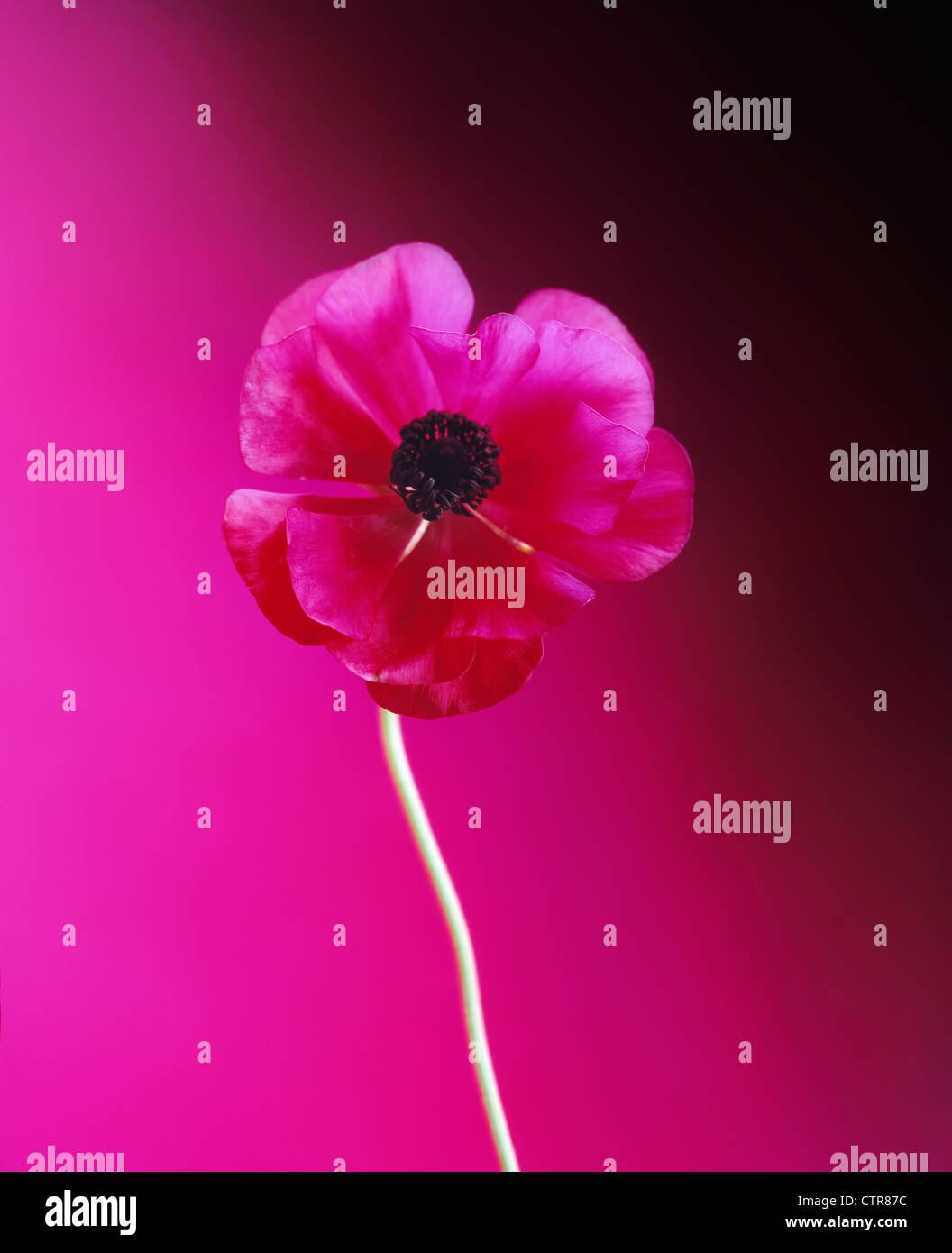 Ranunculus asiaticus cultivar, Ranunculus, Persian ranunculus, Pink ...