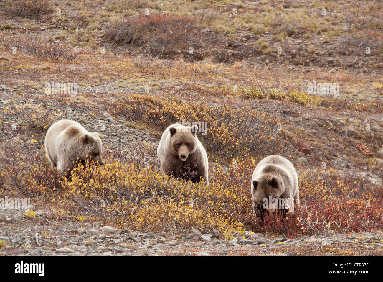 Grizzly bear sow denali national park hi-res stock photography and ...