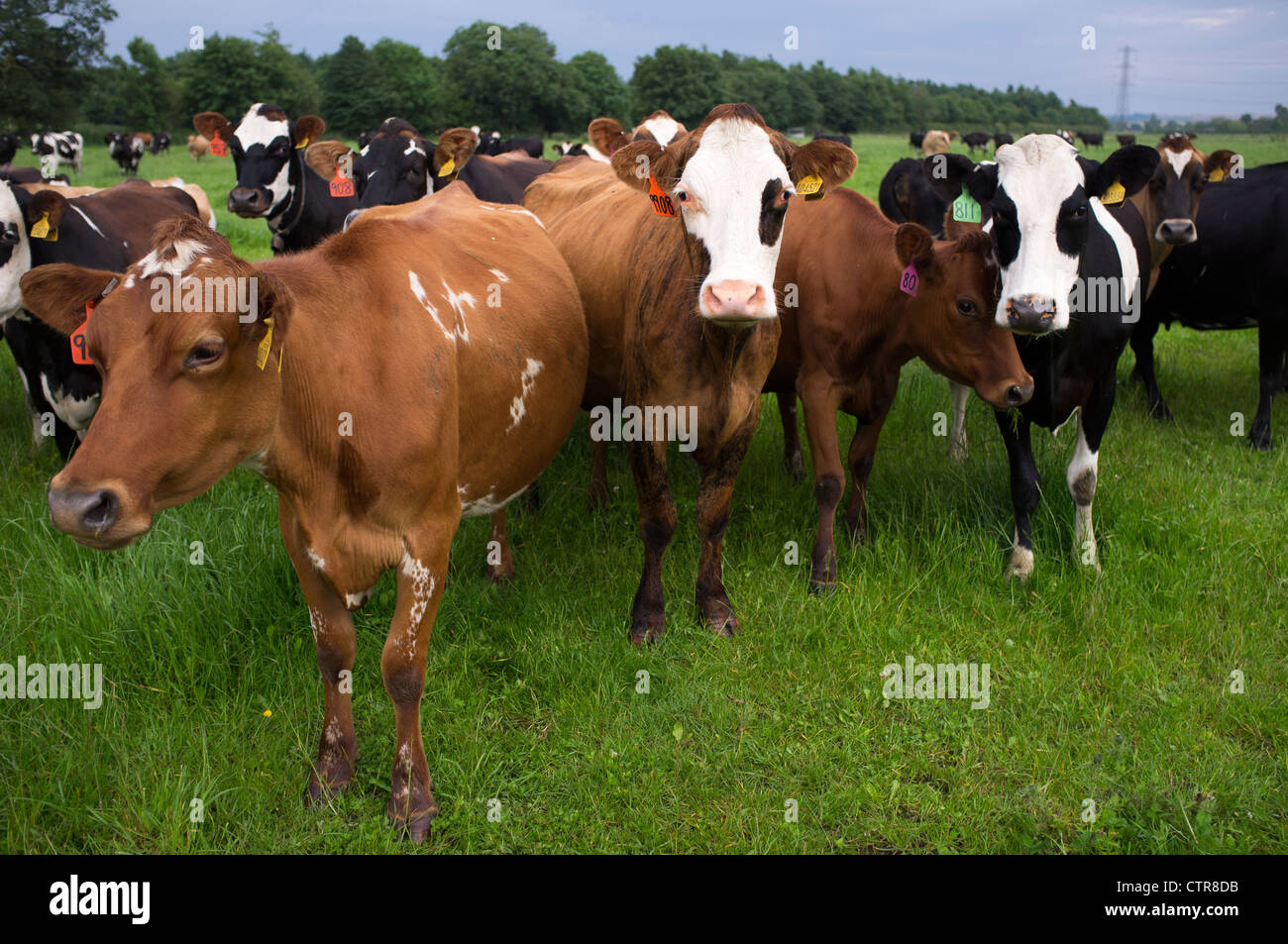 Cows in Field Stock Photo - Alamy