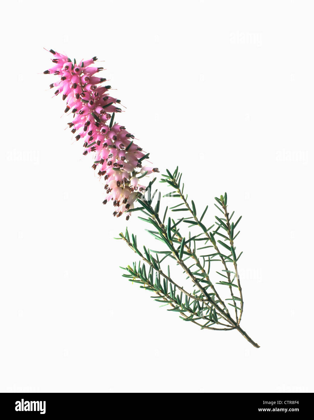 Heather view Cut Out Stock Images & Pictures - Alamy