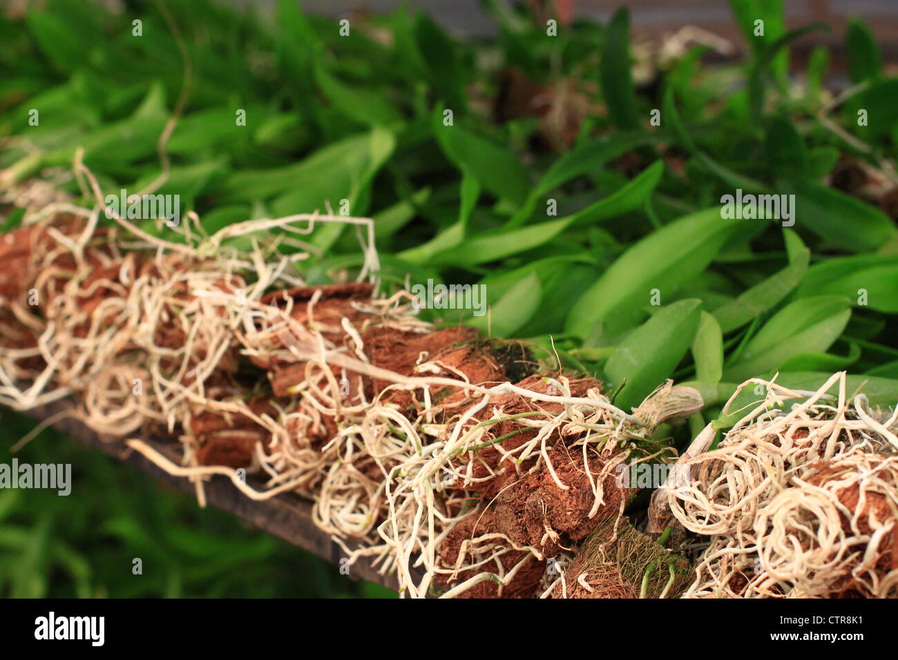 Orchid root hi-res stock photography and images - Alamy