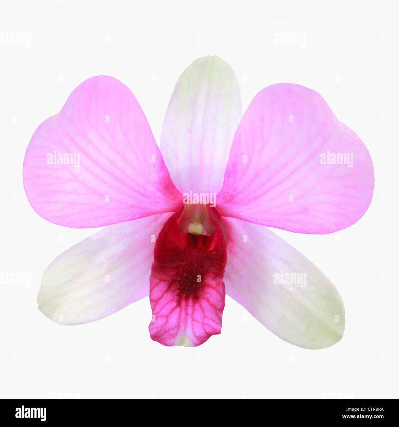 single orchid isolated on white background Stock Photo - Alamy