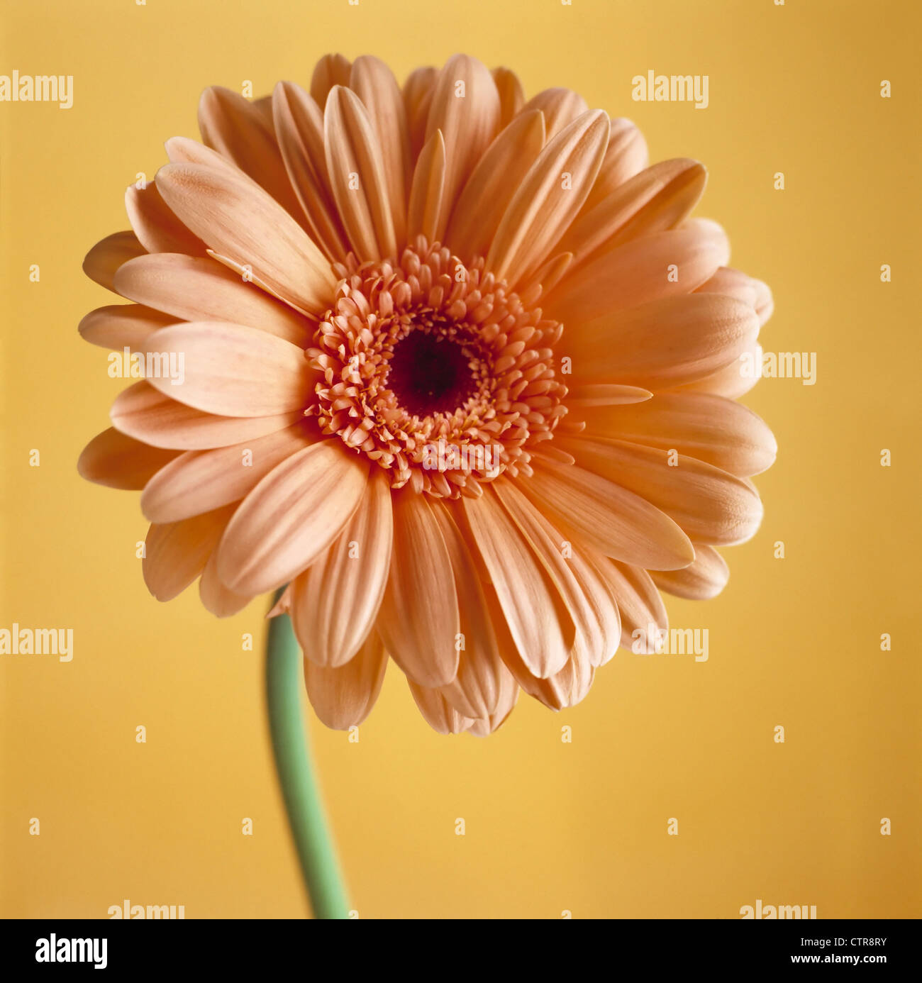 Gerbera cultivar, Gerbera, Peach, Yellow Stock Photo - Alamy