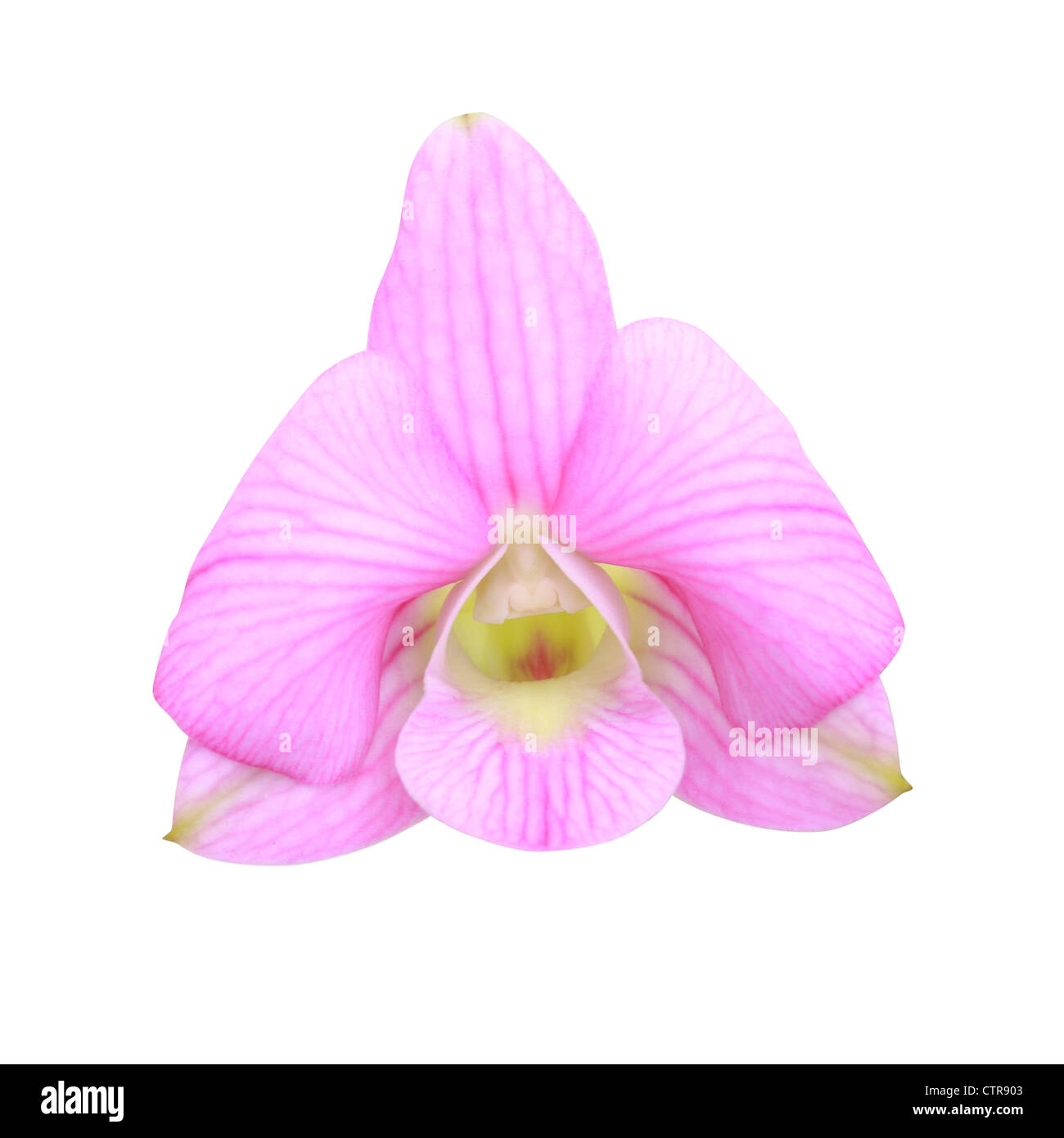 single orchid isolated on white background Stock Photo - Alamy
