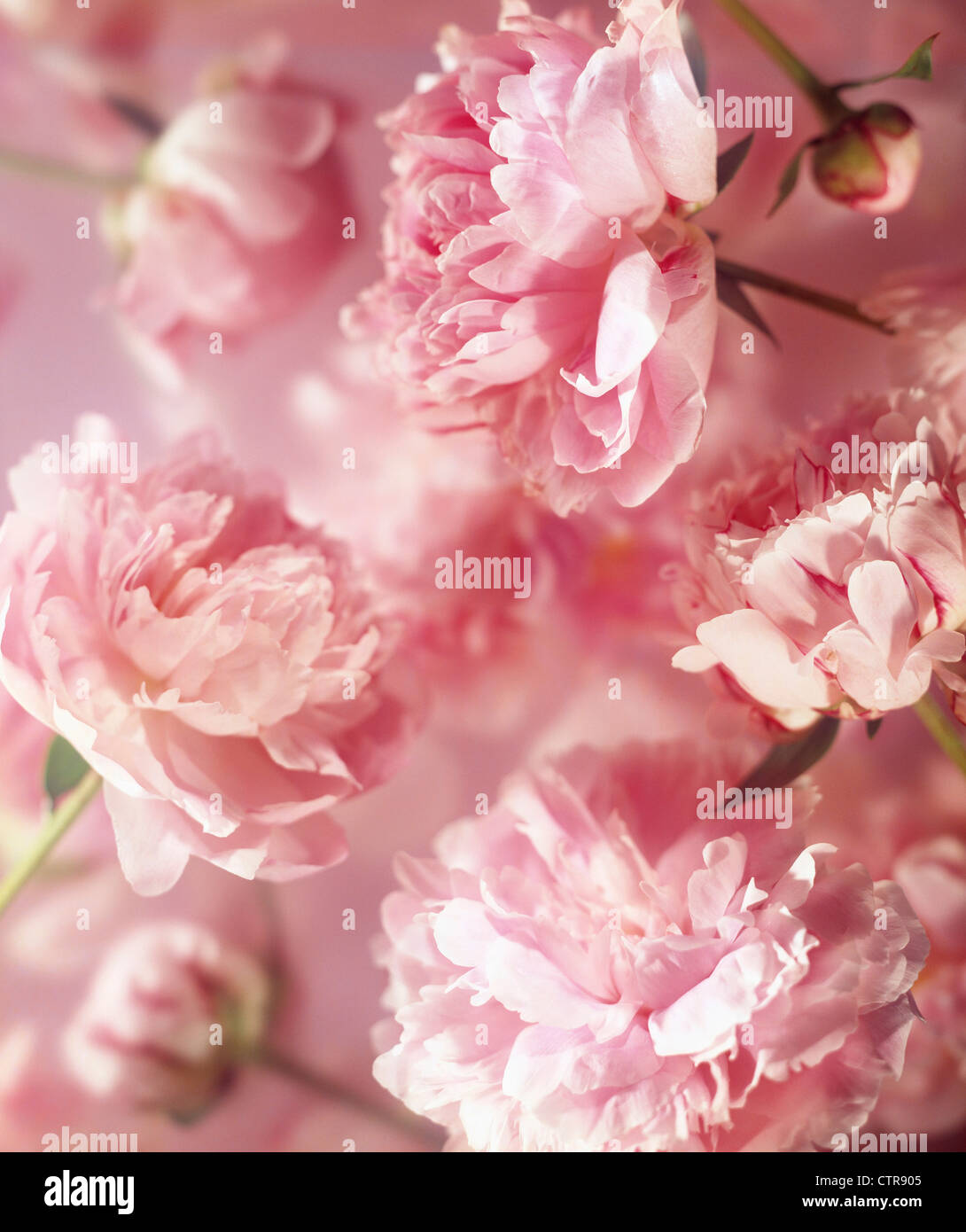 Pink peony flower side view hi-res stock photography and images - Alamy