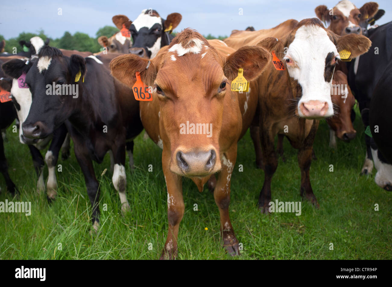 Cows in Field Stock Photo - Alamy