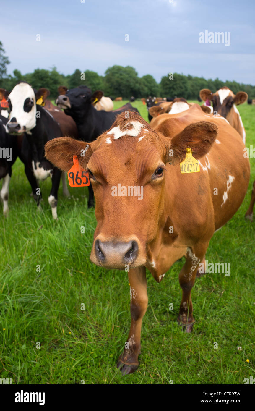 Cows in Field Stock Photo - Alamy