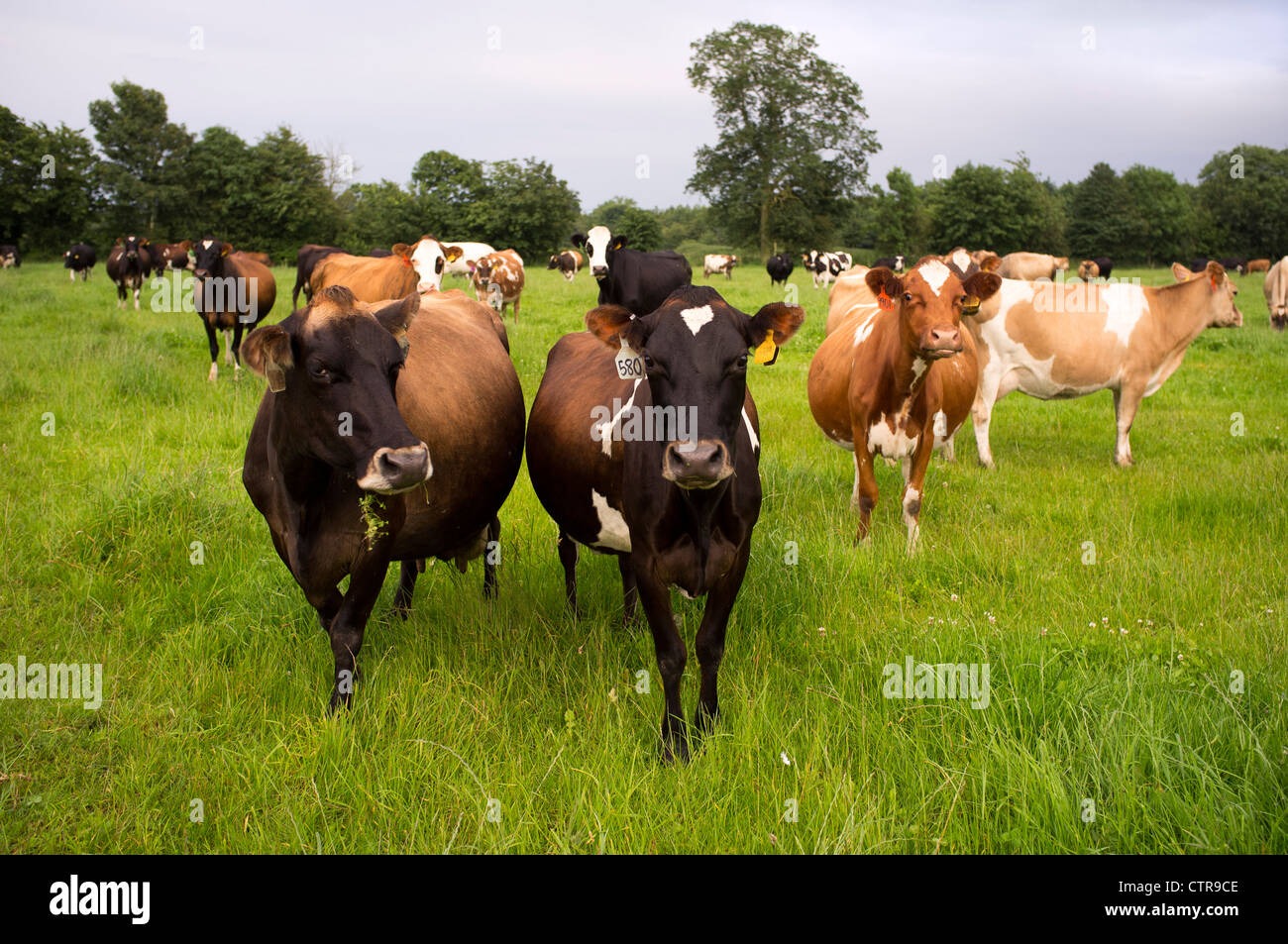 Cows in Field Stock Photo - Alamy