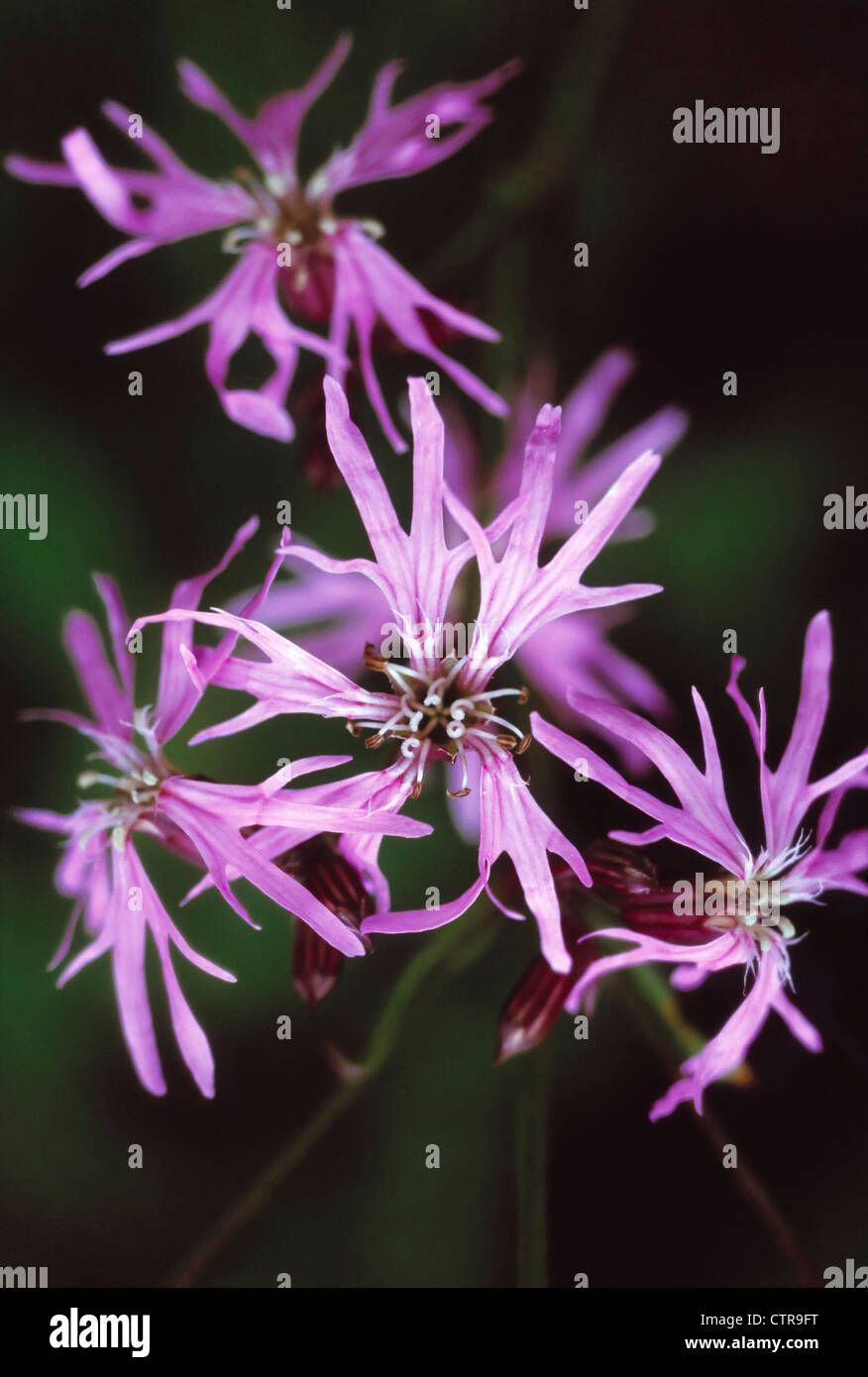 Lychnis flos-cuculi, Ragged robin, Unusual purple flowers growing on ...