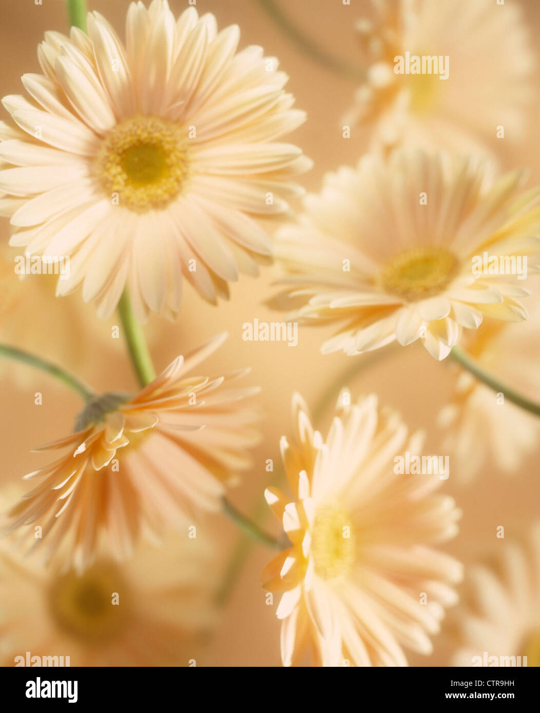 Gerbera cultivar, Gerbera, Peach Stock Photo - Alamy