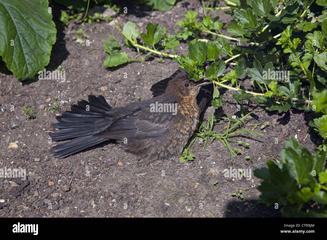 Blackbird sunbathing hi-res stock photography and images - Alamy