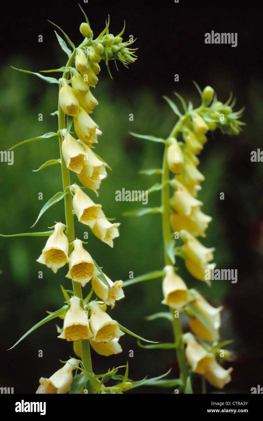 Digitalis grandiflora, Foxglove, Yellow, Green Stock Photo - Alamy
