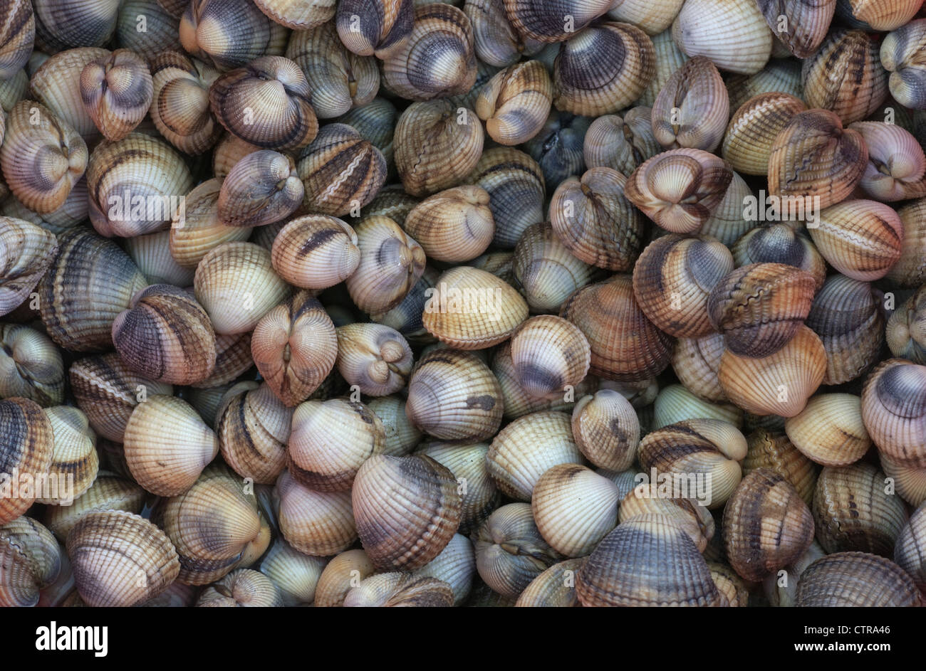 Edible cockle cerastoderma edule gathered hi-res stock photography and ...