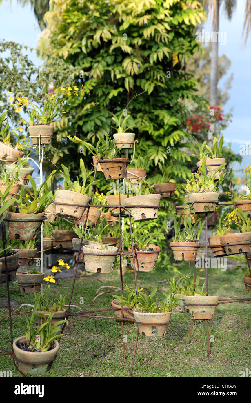 Pot plant garden on Samosir Island, Lake Toba, North Sumatra Stock ...