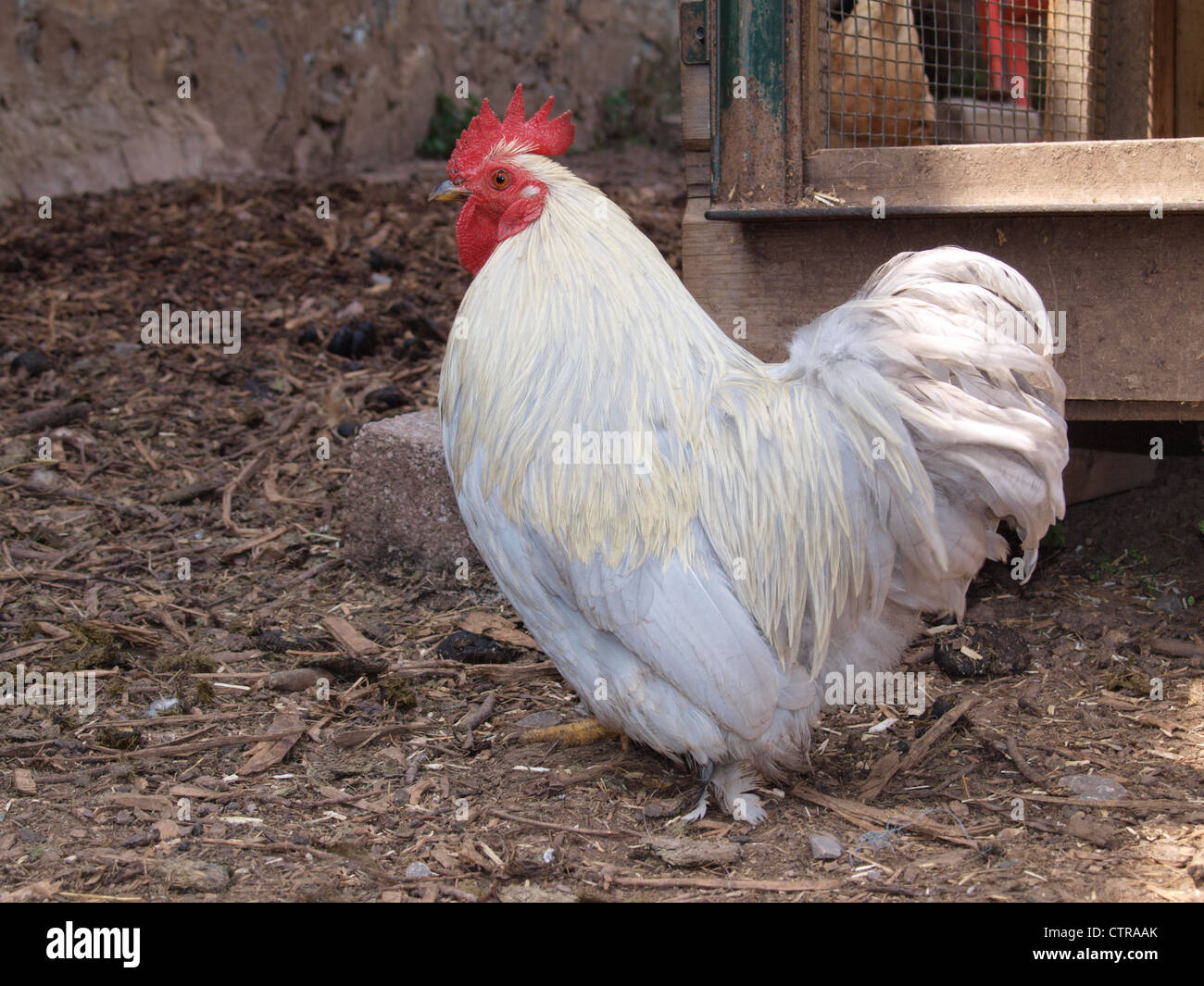 Bantam in barn. UK Stock Photo - Alamy