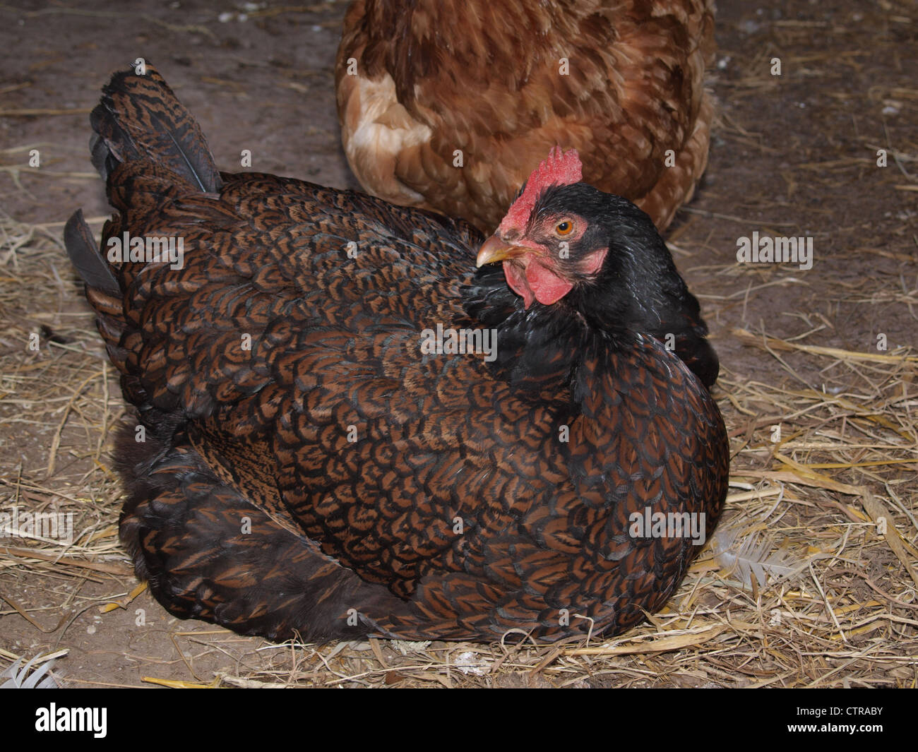 Chicken in barn. UK Stock Photo - Alamy