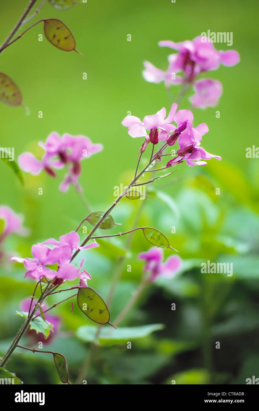 Lunaria Annua Frost High Resolution Stock Photography and Images - Alamy