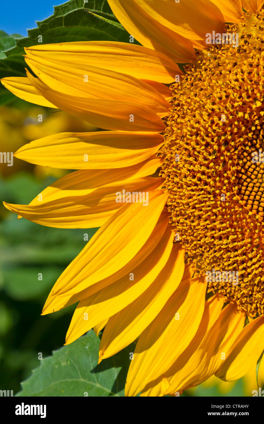 Sunflower head and petals hi-res stock photography and images - Alamy