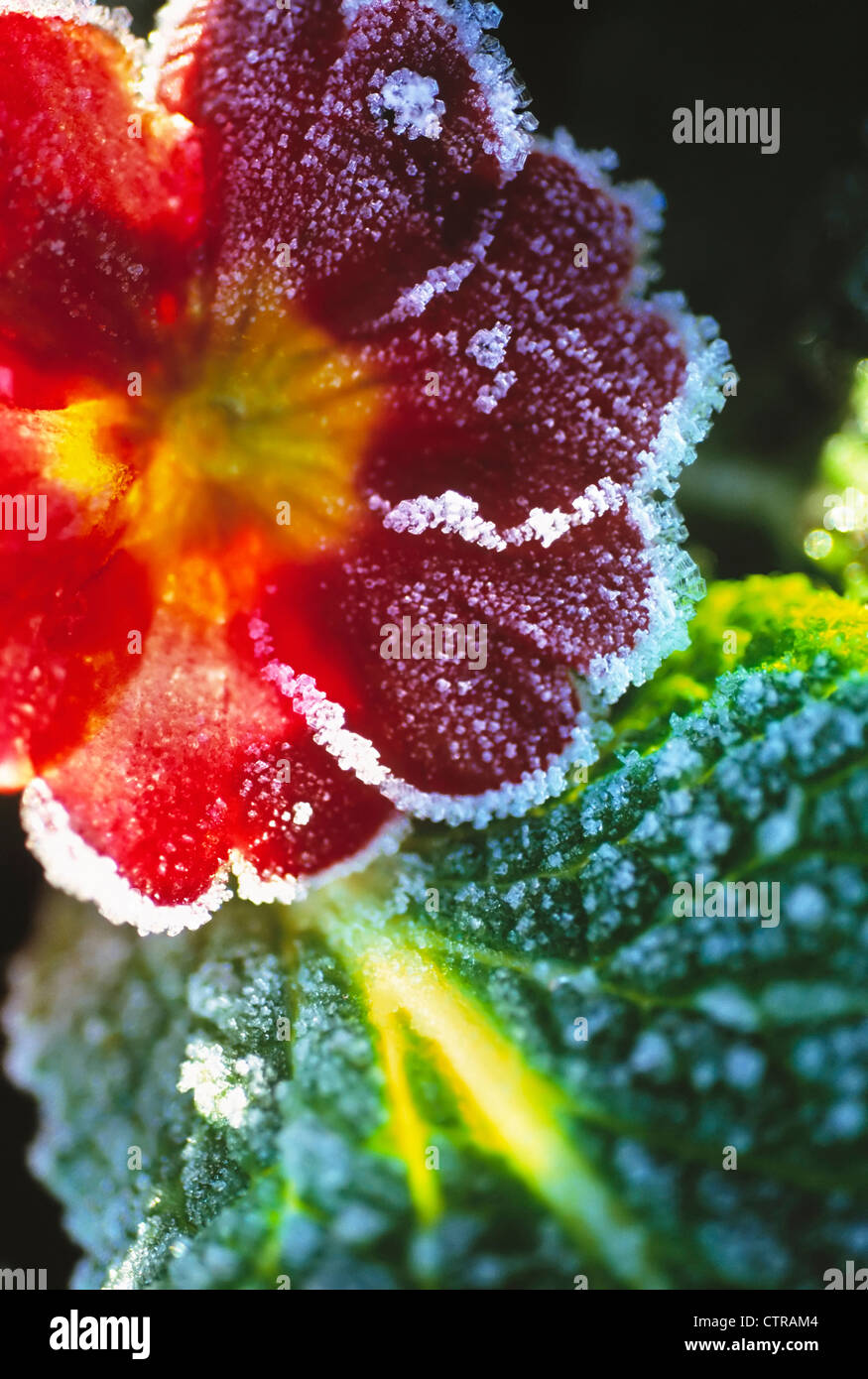 Primula cultivar, Primula, Primrose, Red Stock Photo - Alamy