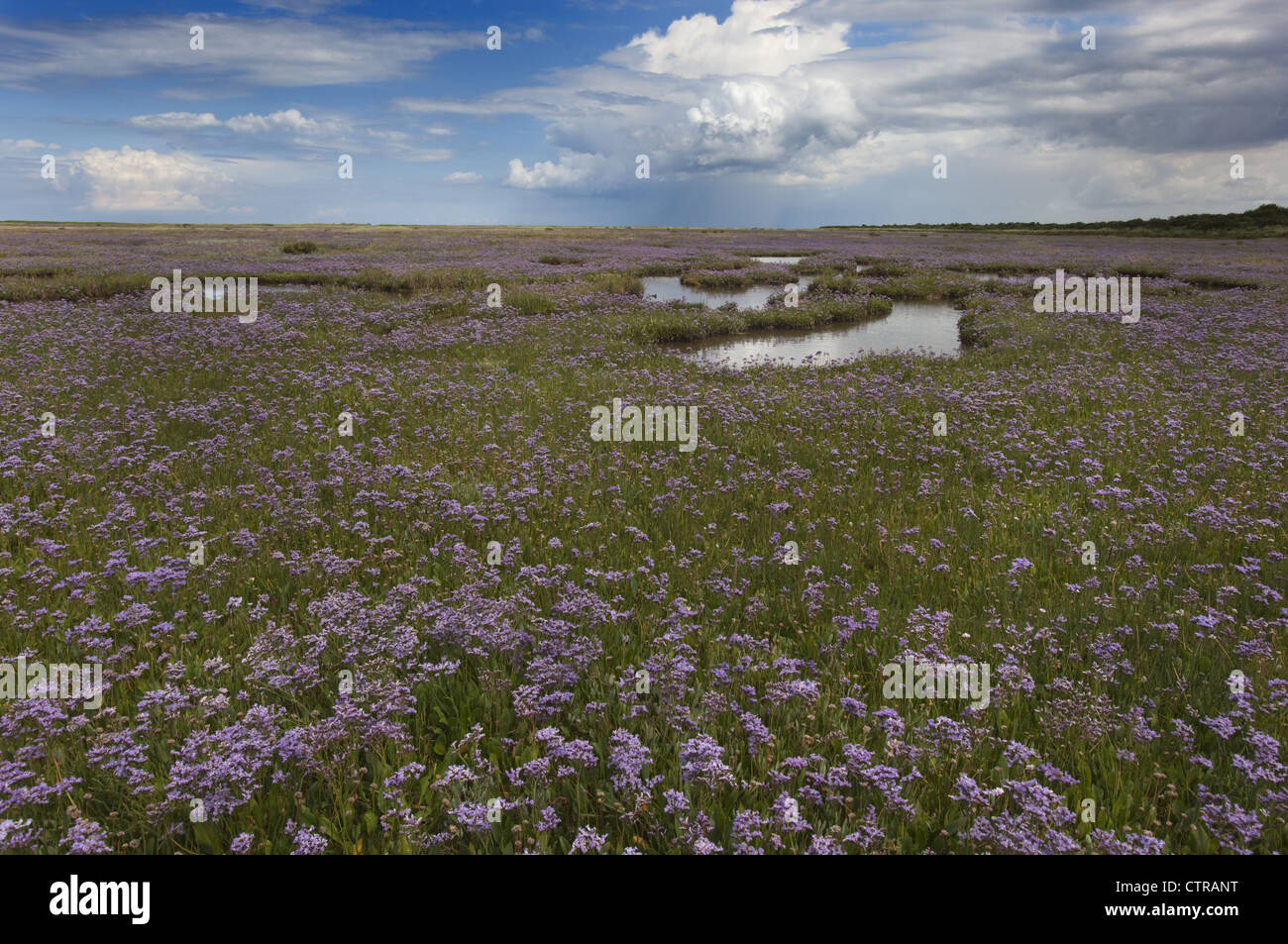 Sea Lavender Limonium vulgare Wareham Marshes Norfolk UK July Stock ...