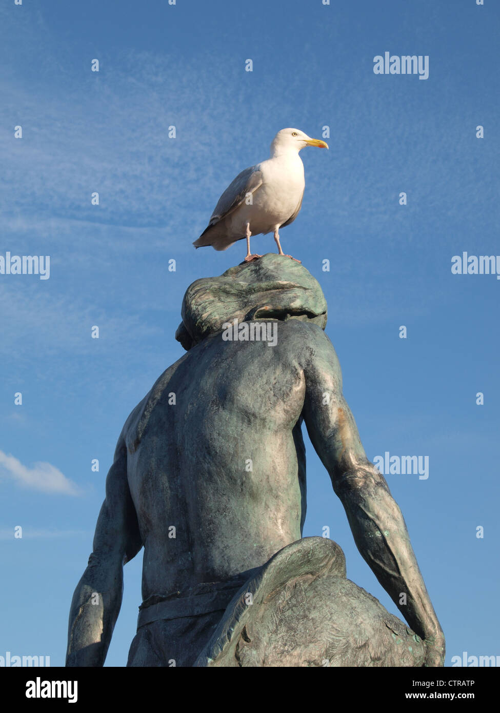 Herring gull perched on Ancient Mariner statue. Watcher Harbour ...