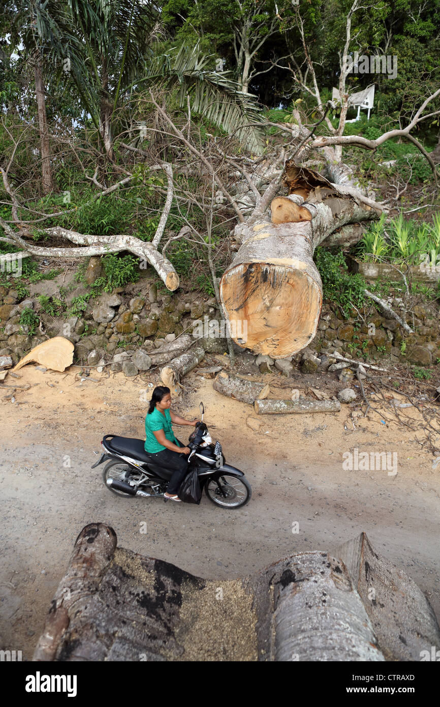 Woman on motorbike ride past a large fallen tree that was blocking the ...
