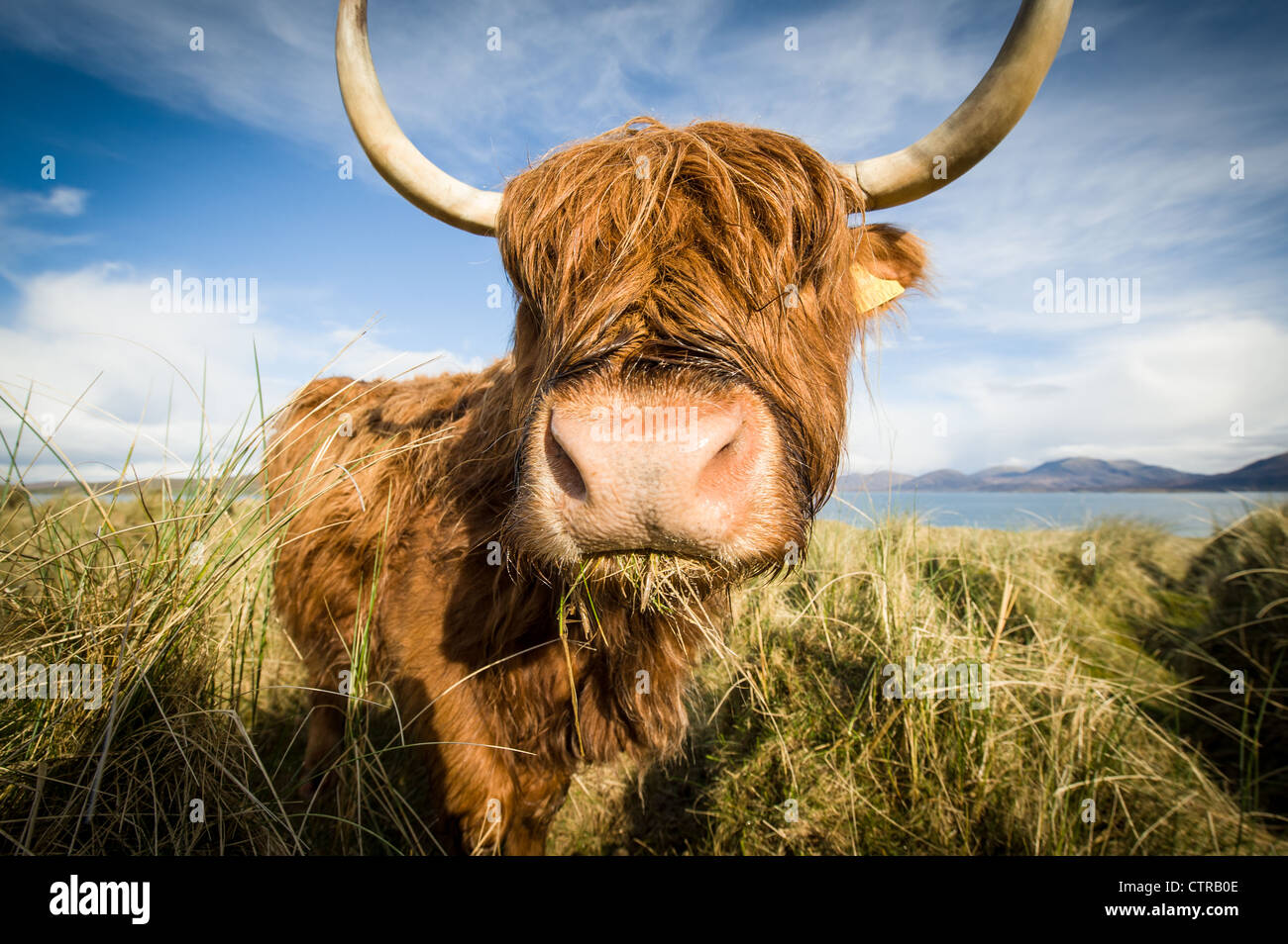 Highland Cow, Isle of Harris, Scotland Stock Photo - Alamy