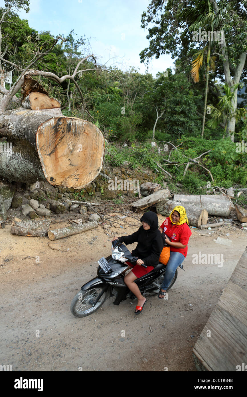 Women on motorbike ride past a large fallen tree that was blocking the ...