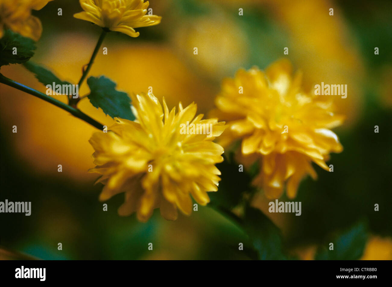Japanese kerria yellow flowers hi-res stock photography and images - Alamy