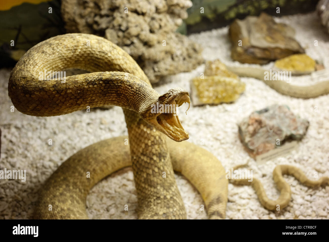Rattlesnake fangs hi-res stock photography and images - Alamy