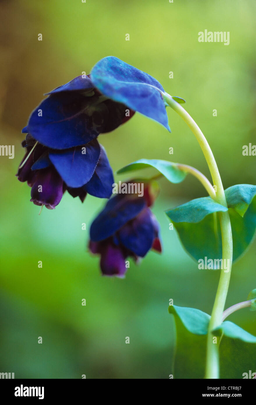 Cerinthe major purpurascens hi-res stock photography and images - Alamy