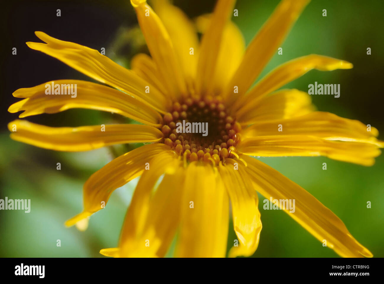 Alpine arnica montana close hi-res stock photography and images - Alamy