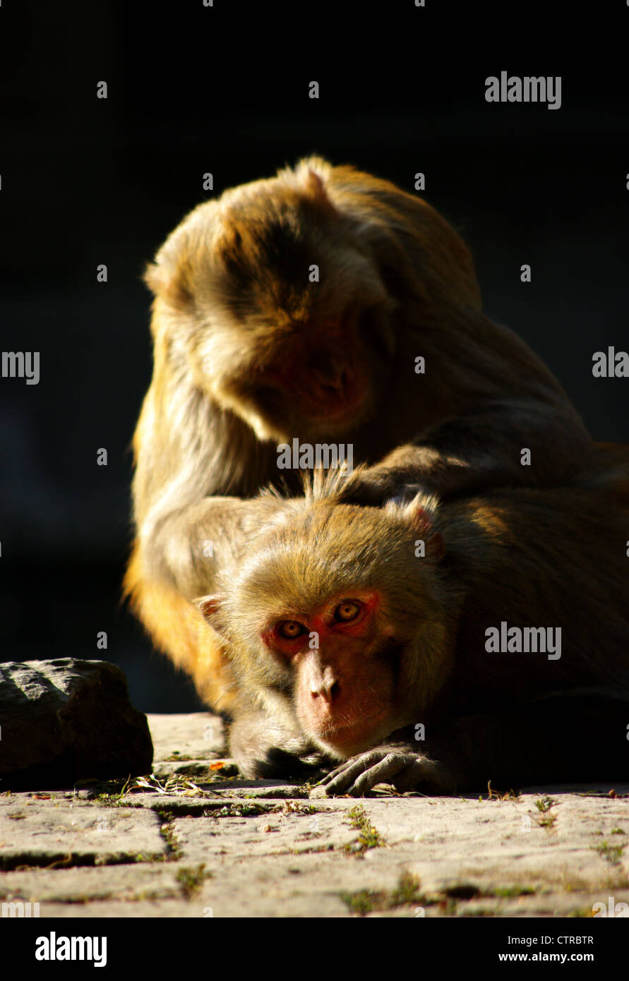 Monkeys washing themselves, India Stock Photo - Alamy