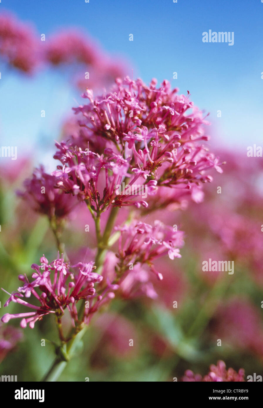 Centranthus ruber, Valerian, Red valerian, Pink Stock Photo - Alamy