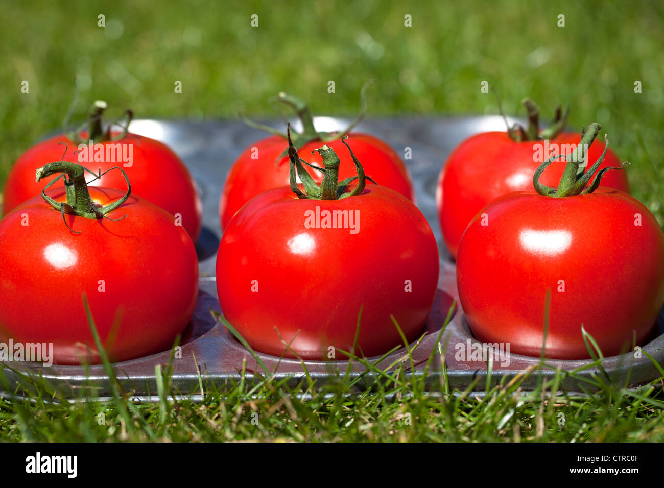 Ready to pick tomato hi-res stock photography and images - Alamy