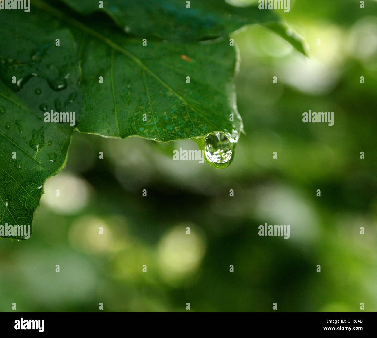 raindrop falling from green leaf Stock Photo - Alamy